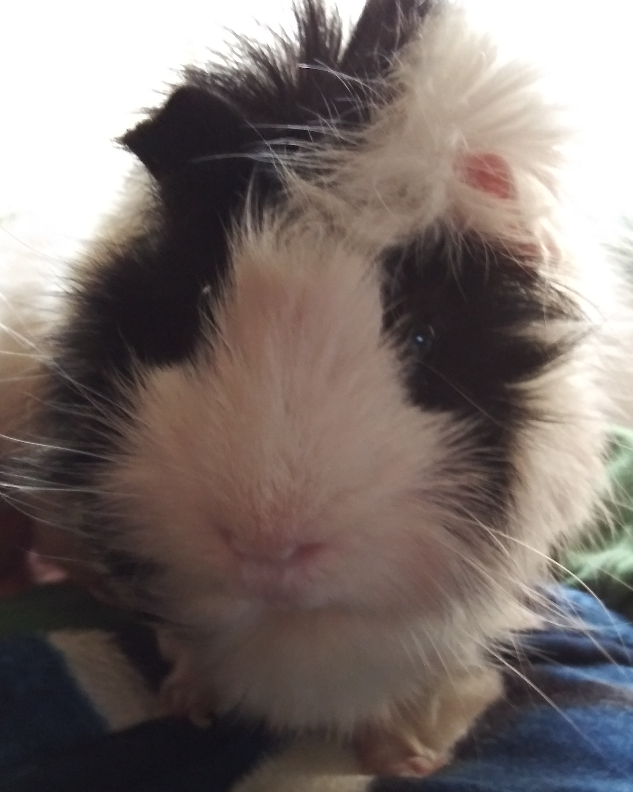 Barron Thomas - Final Gift Pet Memorial Center | Pet Cremation ...