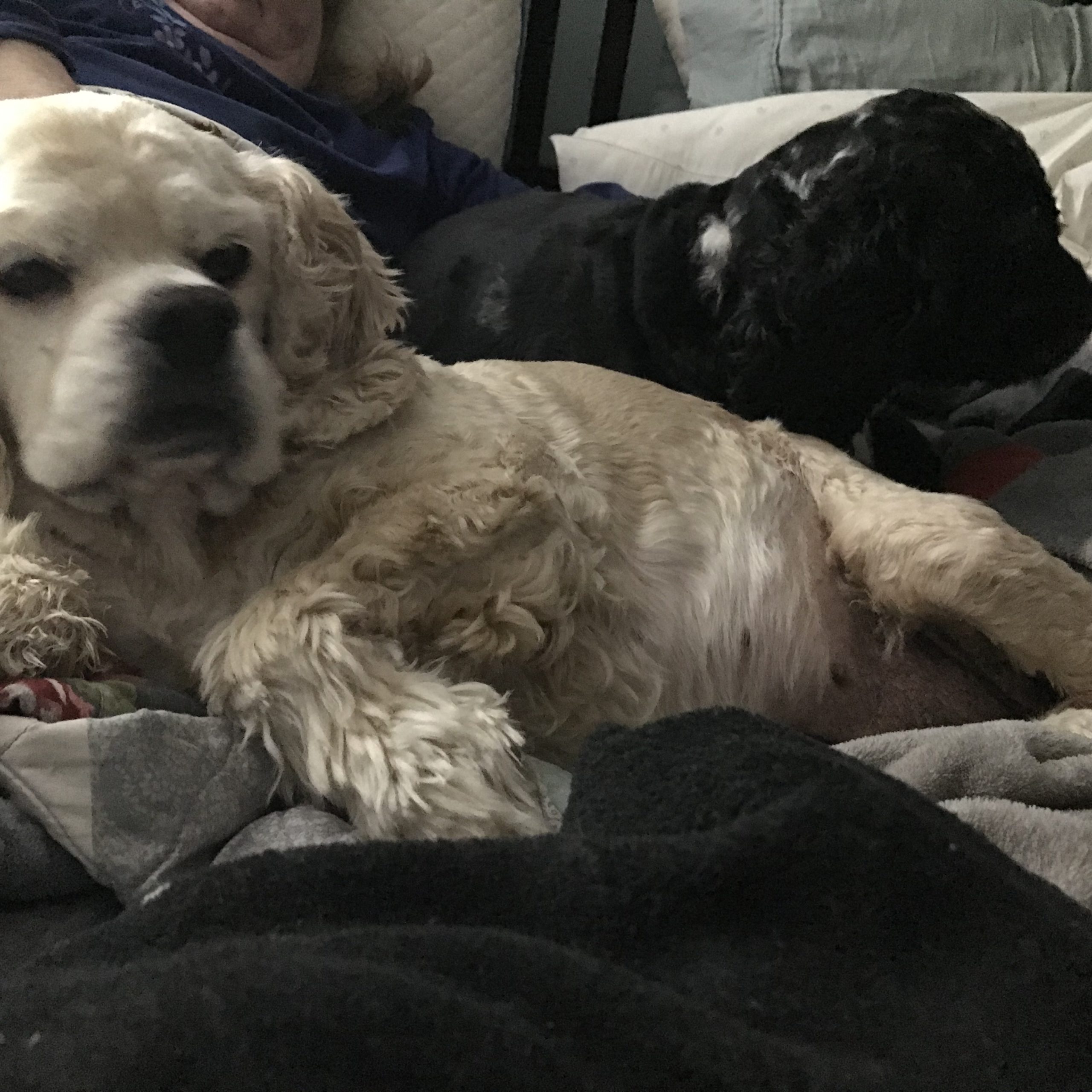 Bella Mae - Final Gift Pet Memorial Center | Pet Cremation ...