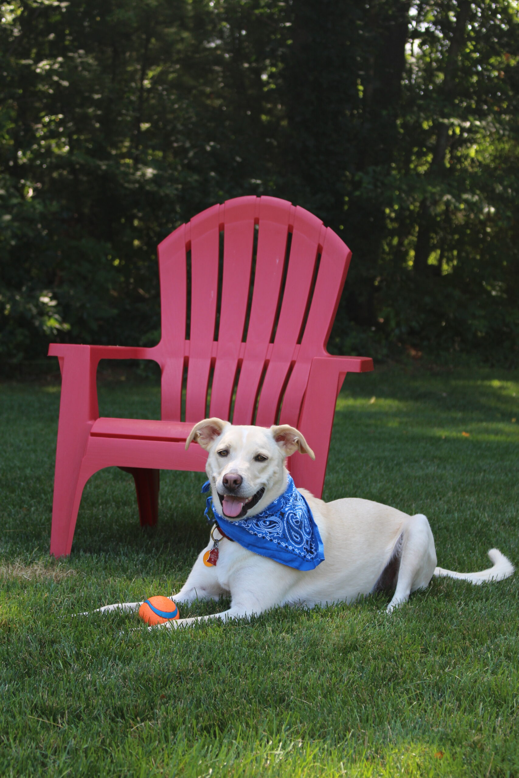 Chipper - Final Gift Pet Memorial Center