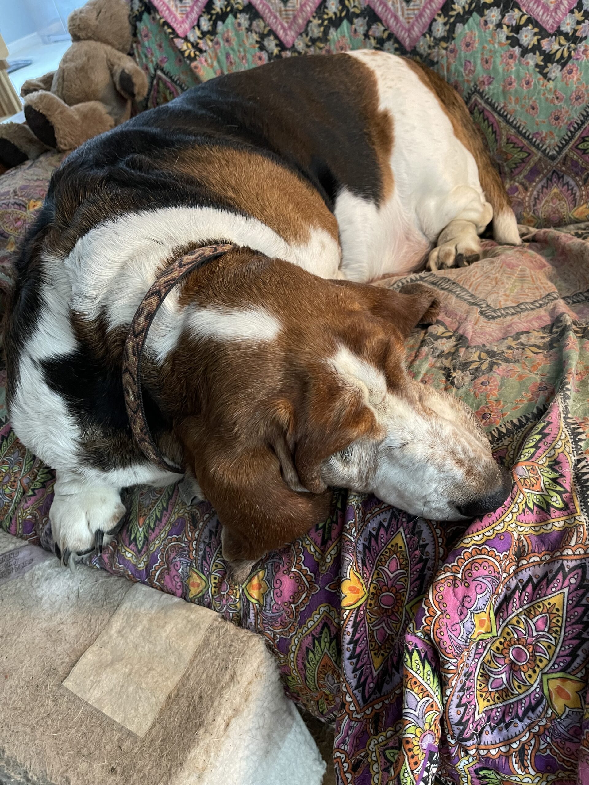 Maxwell - Final Gift Pet Memorial Center | Pet Cremation | Connecticut ...