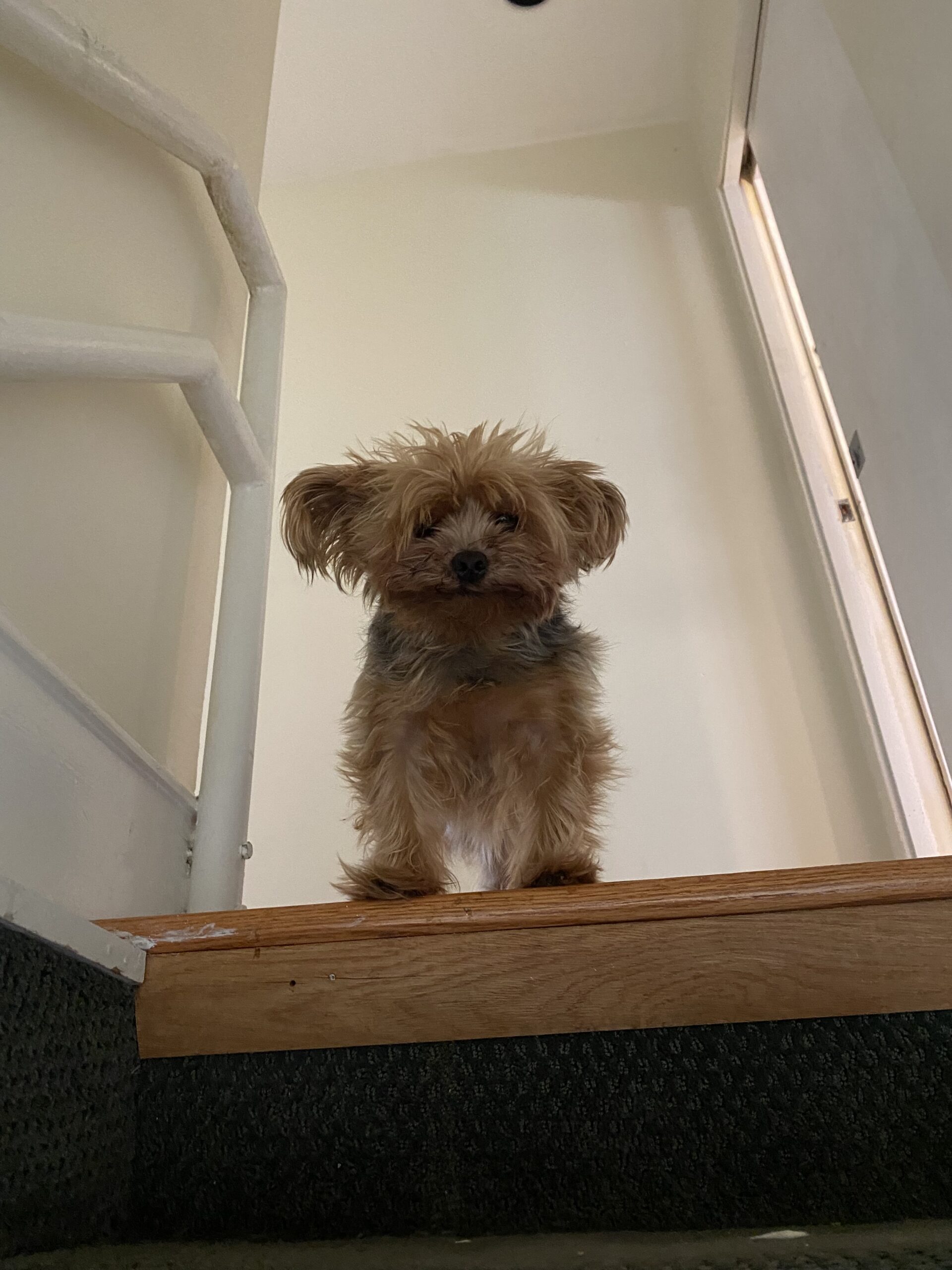 Kiwi - Final Gift Pet Memorial Center | Pet Cremation | Connecticut ...