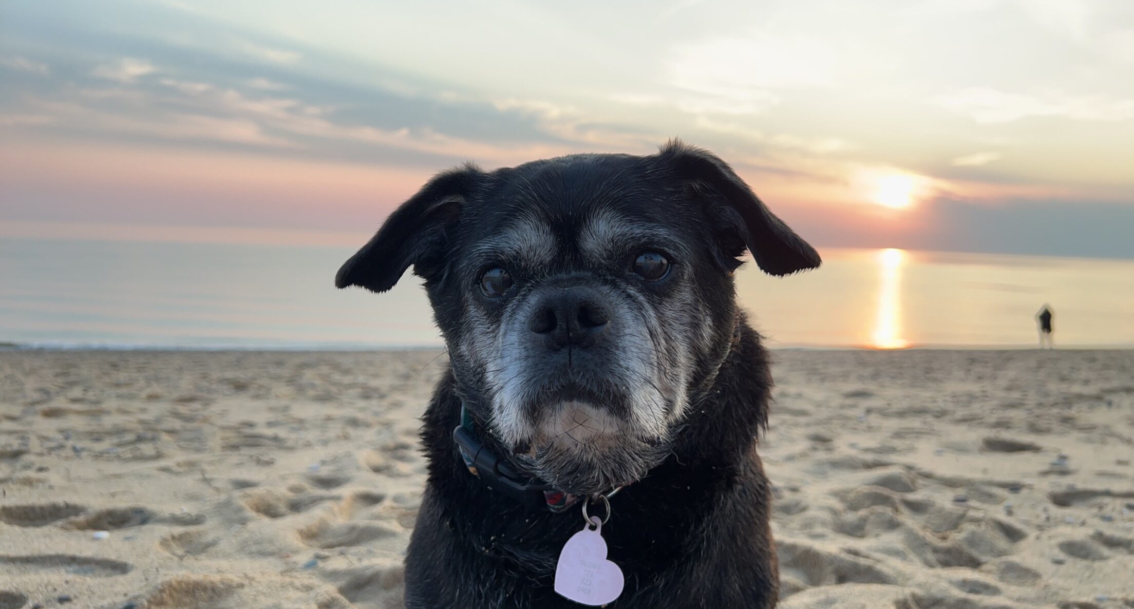 Bubby - Final Gift Pet Memorial Center | Pet Cremation | Connecticut ...